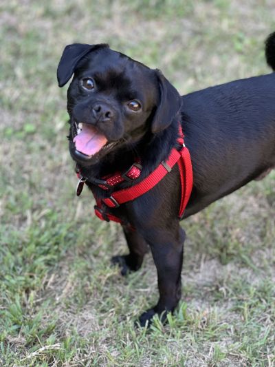 Black Puggles Full Grown